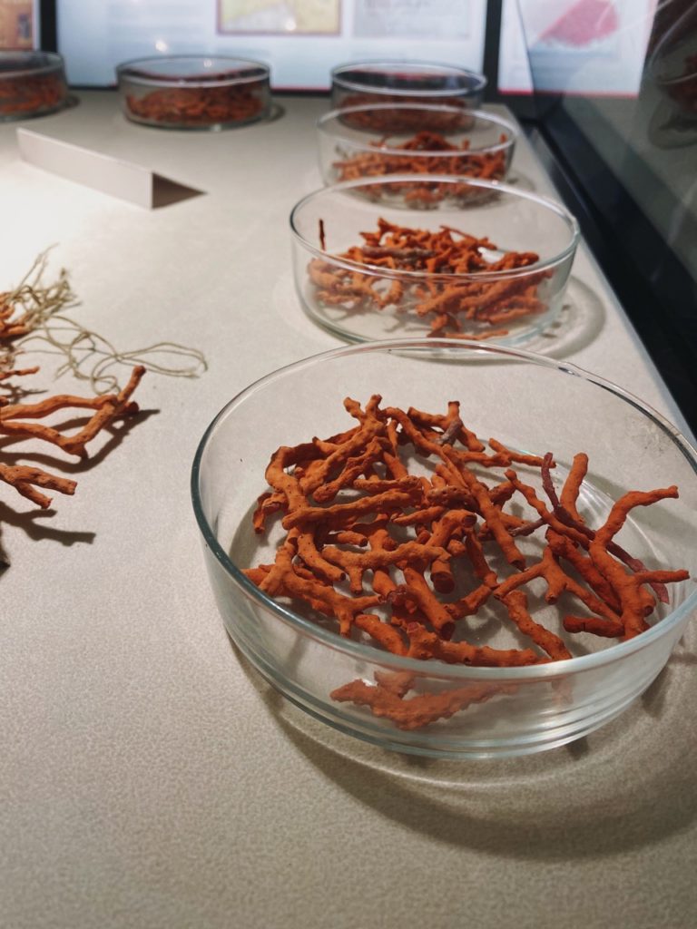 Inside Alghero’s Red Coral Museum: Sardinia’s Famous Treasure ⋆ Lifeguin