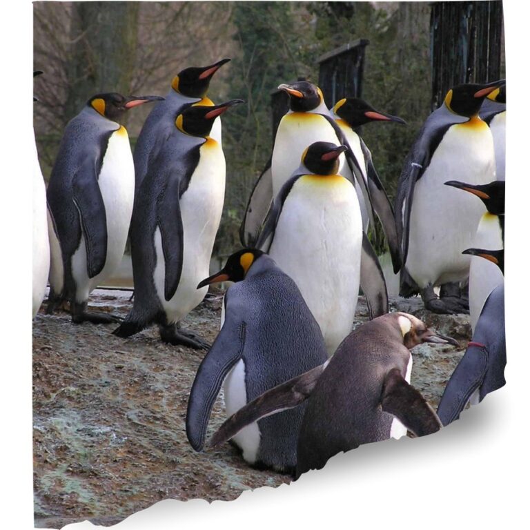 Penguin Live Cams ⋆ Lifeguin