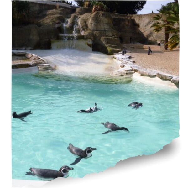 Penguin Live Cams ⋆ Lifeguin