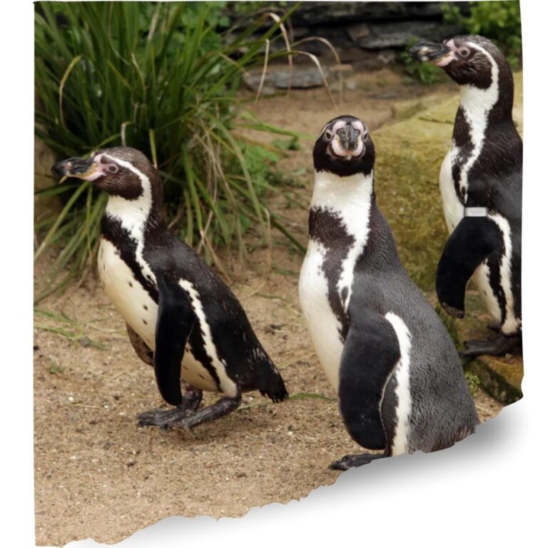 Penguin Live Cams ⋆ Lifeguin