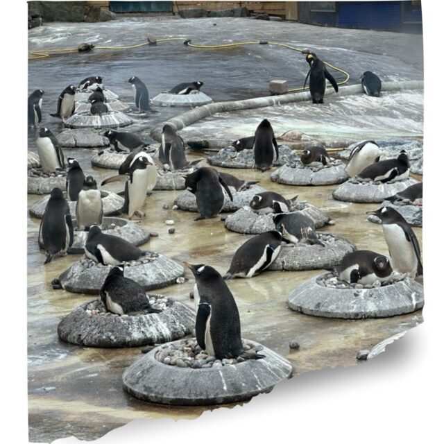 Penguin Live Cams ⋆ Lifeguin