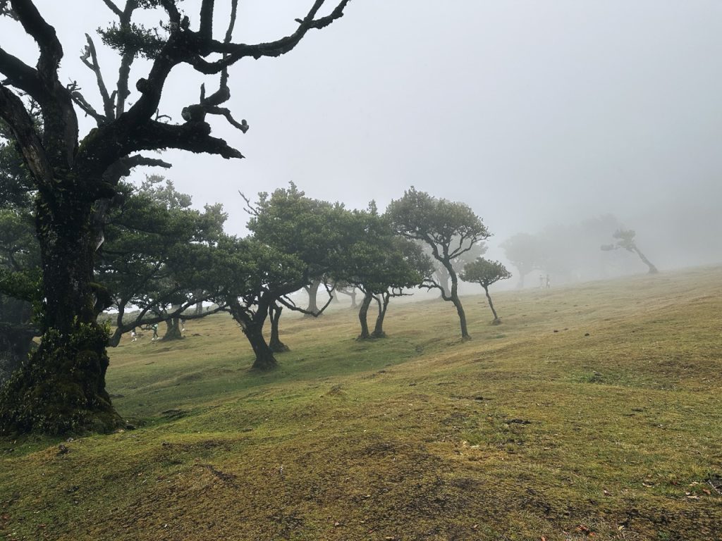 The Magical Realm of Fanal Forest ⋆ Lifeguin