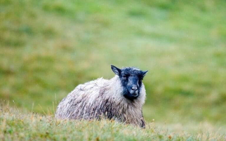 What and Where to Eat in the Faroe Islands ⋆ Lifeguin
