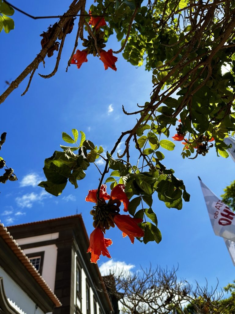 Top 18 Must-See Attractions in Funchal ~ Madeira ⋆ Lifeguin