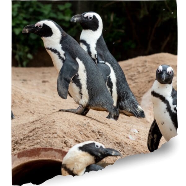Penguin Live Cams ⋆ Lifeguin