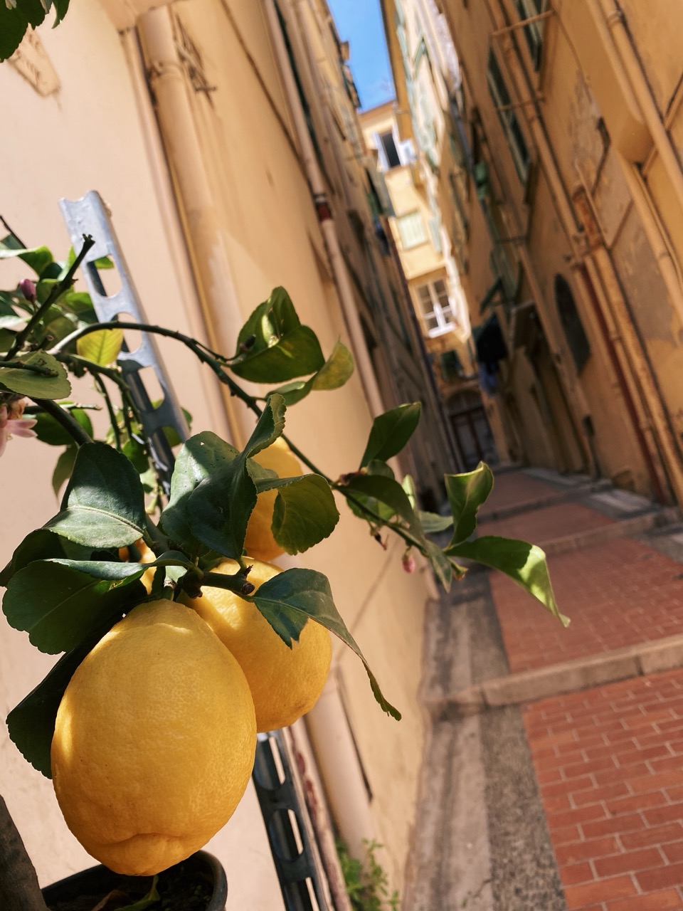 What to Do in Menton, France: Ultimate Travel Guide ⋆ Lifeguin