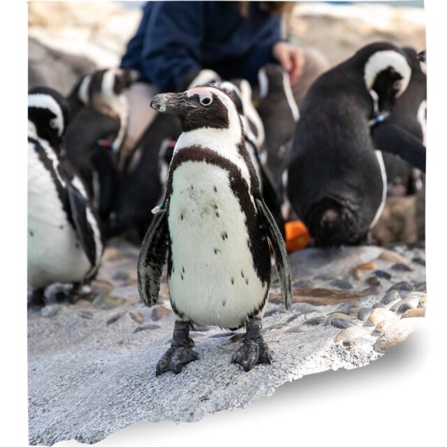 Penguin Live Cams ⋆ Lifeguin