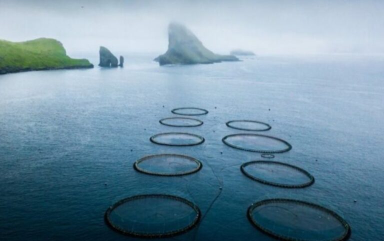 What and Where to Eat in the Faroe Islands ⋆ Lifeguin