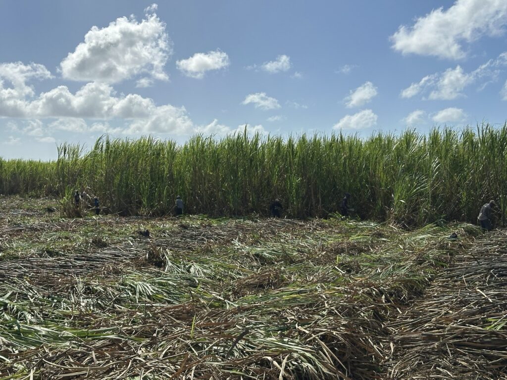 The Sugar Plantations of the Dominican Republic ⋆ Lifeguin